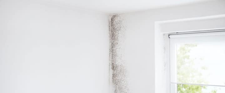 Mold Removal & Remediation Services Near Me In Rome, GA